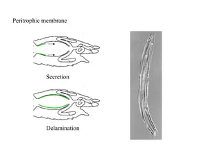 Digestive System of Insects | PPT