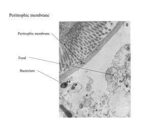 Digestive System of Insects | PPT