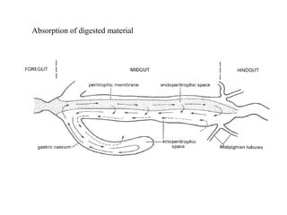 Digestive System of Insects | PPT