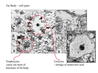 Digestive System of Insects | PPT