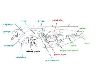 Digestive System of Insects | PPT