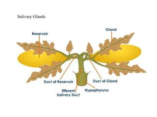 Digestive System of Insects | PPT