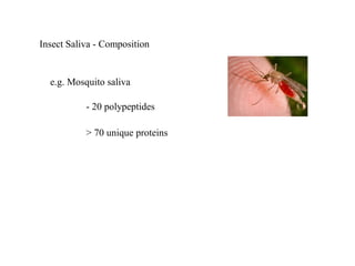 Digestive System of Insects | PPT