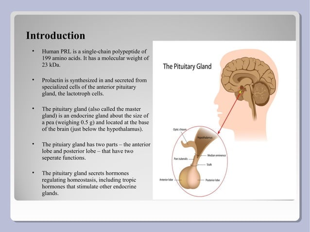 Prolactin hormone | PPT | Endocrine and Metabolic Diseases | Diseases ...