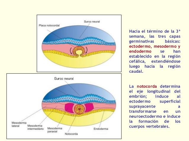 6a clase gastrulación