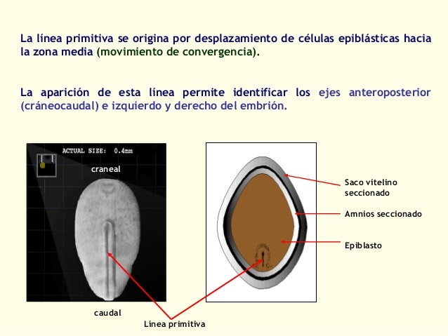 6a clase gastrulación
