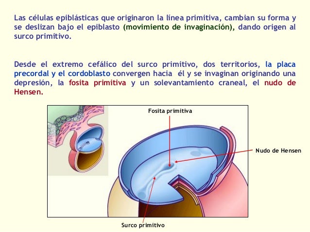 6a clase gastrulación