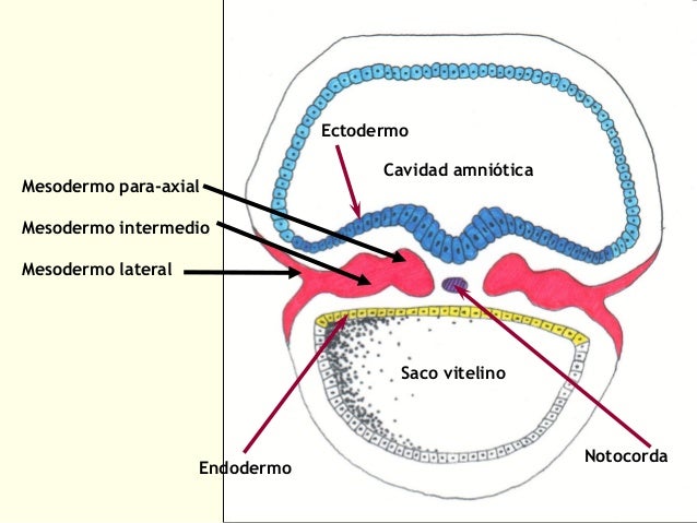 6a clase gastrulación