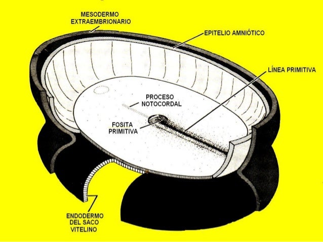 6a clase gastrulación