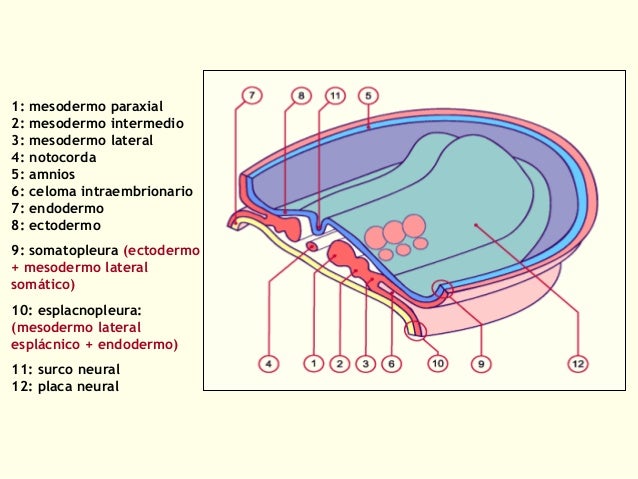 6a clase gastrulación