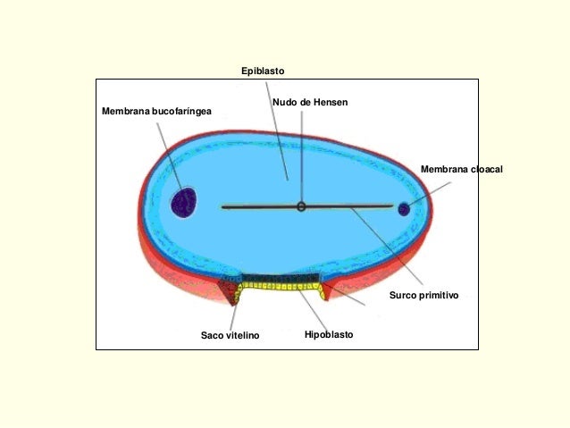6a clase gastrulación