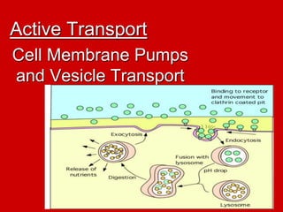 Active Transport is movement of substance against their concentration ...