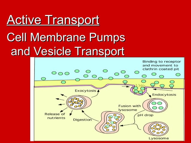 6_Active transport for bacterial cell membrane.ppt