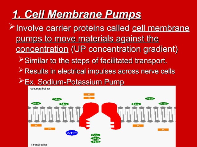 6_Active transport for bacterial cell membrane.ppt