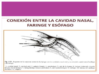Anatomia y fisiología digestiva del ave | PPTX