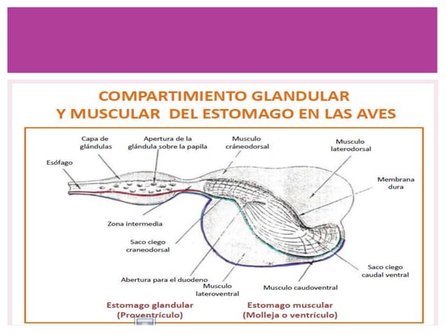 Anatomia y fisiología digestiva del ave | PPT