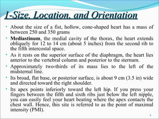 Anatomy of heart | PPT