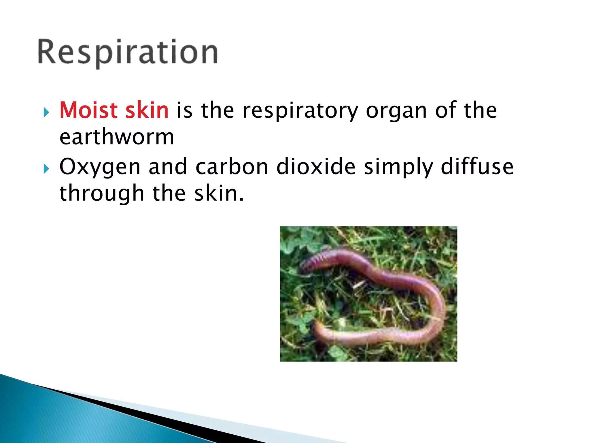 Annelids.pptx | Chemistry | Science