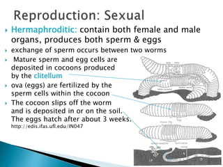 Annelids.pptx | Chemistry | Science