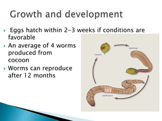 Annelids.pptx | Chemistry | Science