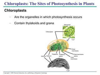 photosynthesis | PPT
