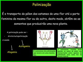 Fases da fecundação nas angiospermas | PPT