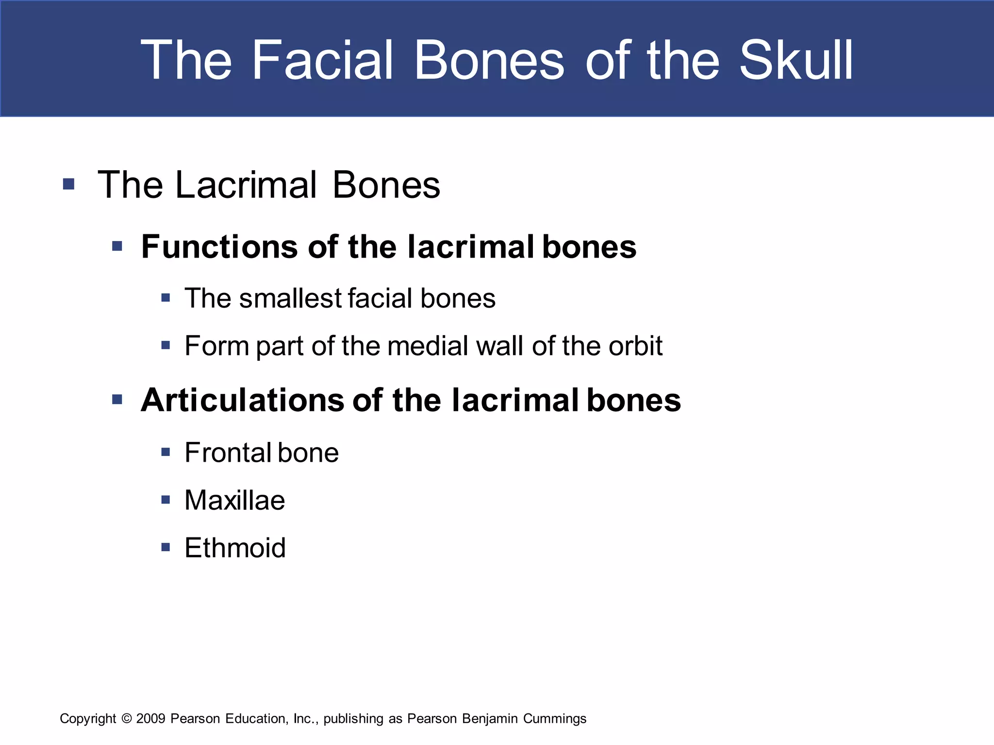 Facial bones anatomy, Anatomic position of fascial bone, axial skeleton ...