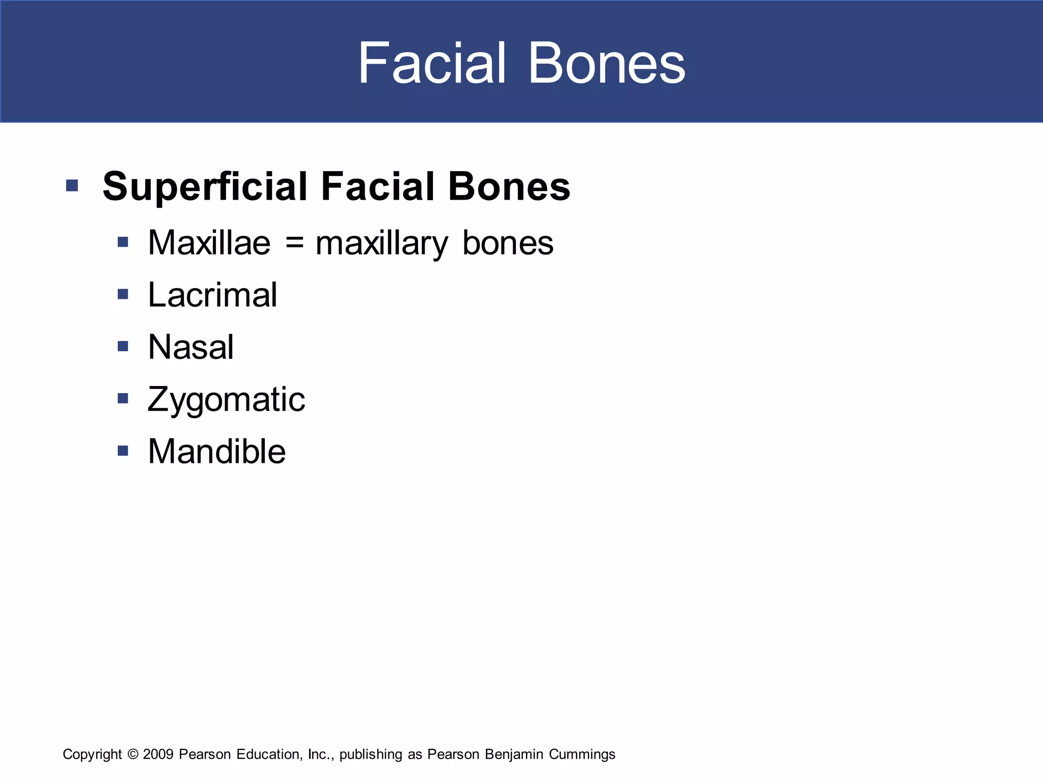 Facial bones anatomy, Anatomic position of fascial bone, axial skeleton ...