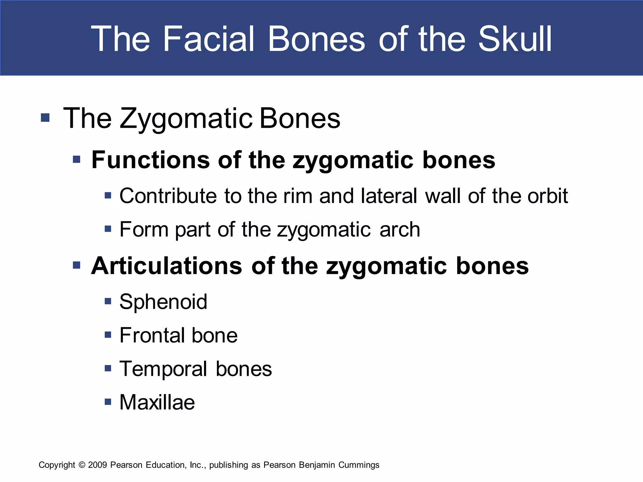 Facial bones anatomy, Anatomic position of fascial bone, axial skeleton, articulation of fascial ...