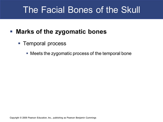 Facial bones anatomy, Anatomic position of fascial bone, axial skeleton ...