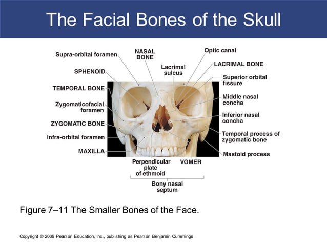 Facial bones anatomy, Anatomic position of fascial bone, axial skeleton ...