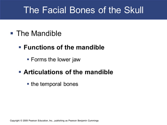 Facial bones anatomy, Anatomic position of fascial bone, axial skeleton ...
