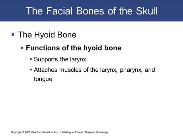 Facial bones anatomy, Anatomic position of fascial bone, axial skeleton ...