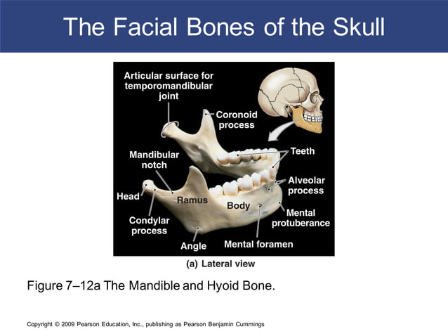 Facial bones anatomy, Anatomic position of fascial bone, axial skeleton ...