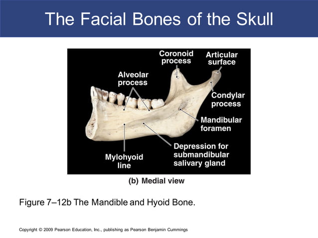 Facial bones anatomy, Anatomic position of fascial bone, axial skeleton ...