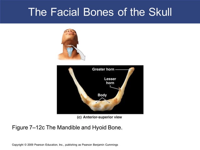 Facial bones anatomy, Anatomic position of fascial bone, axial skeleton ...