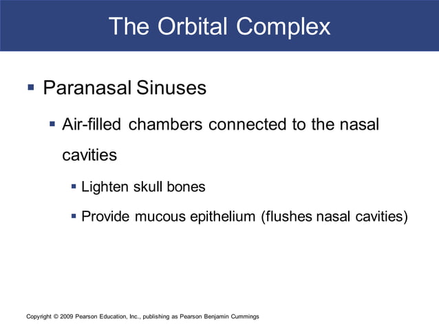 Facial bones anatomy, Anatomic position of fascial bone, axial skeleton ...