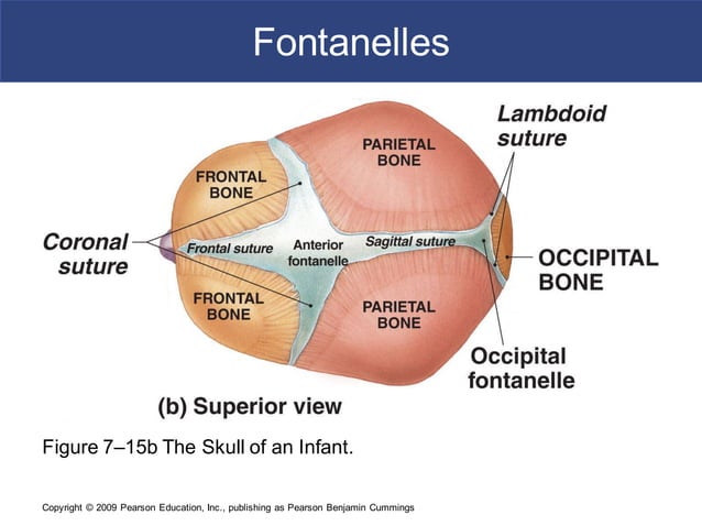 Facial bones anatomy, Anatomic position of fascial bone, axial skeleton ...