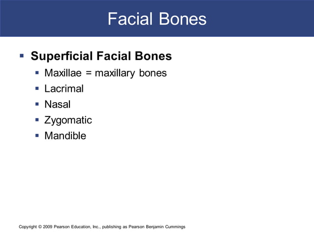 Facial bones anatomy, Anatomic position of fascial bone, axial skeleton ...
