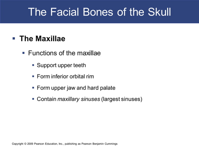 Facial bones anatomy, Anatomic position of fascial bone, axial skeleton ...