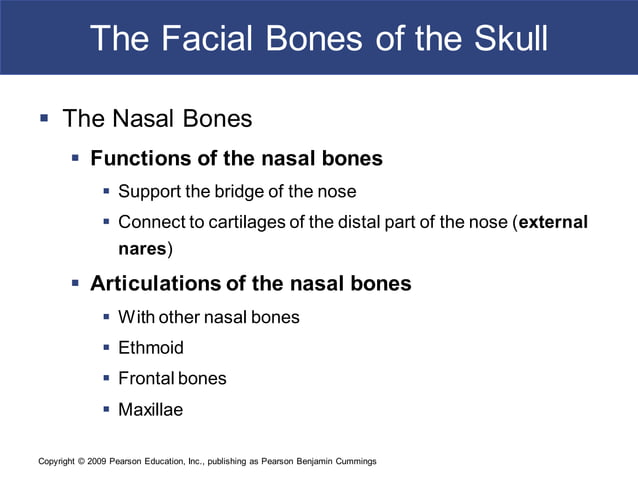 Facial bones anatomy, Anatomic position of fascial bone, axial skeleton ...