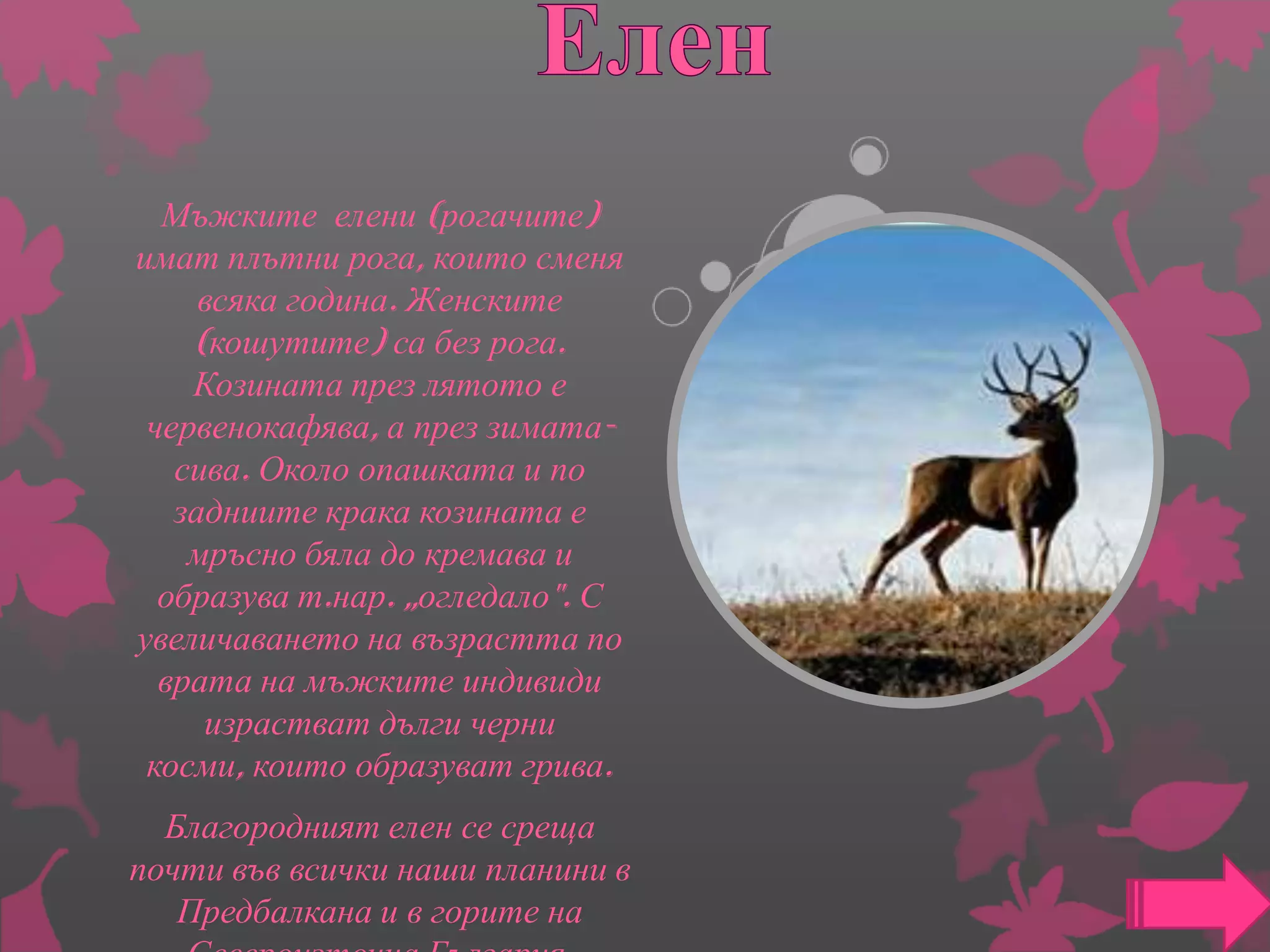 6b geri i viki -Follow the forest | PPT