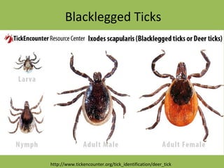 LVEES Talk Edited | PPT