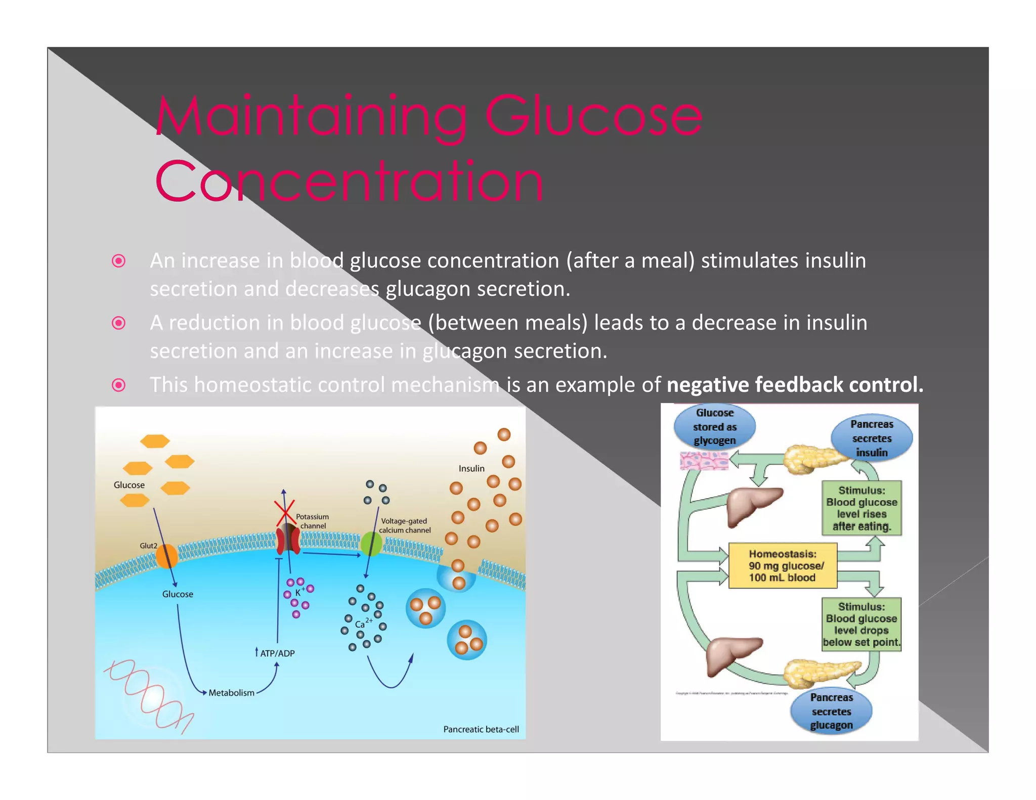 Diabetes Biology Presentation | PDF