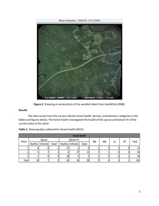 Forest Survey MATH Project Jim | DOCX