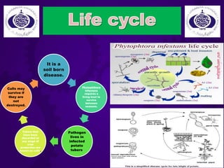 Late Blight of Potato | PPT