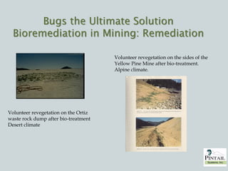 Bugs Can Do Anything | PDF