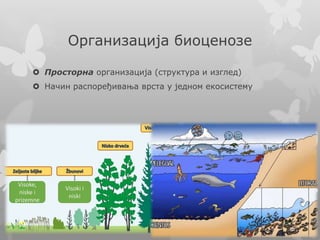 6 biocenoza | PPTX