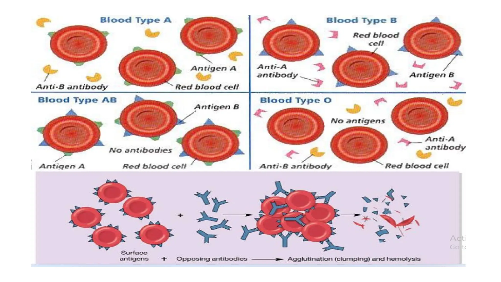 DPT - Physiology - II (Blood Physiology) Blood groups and their and ...
