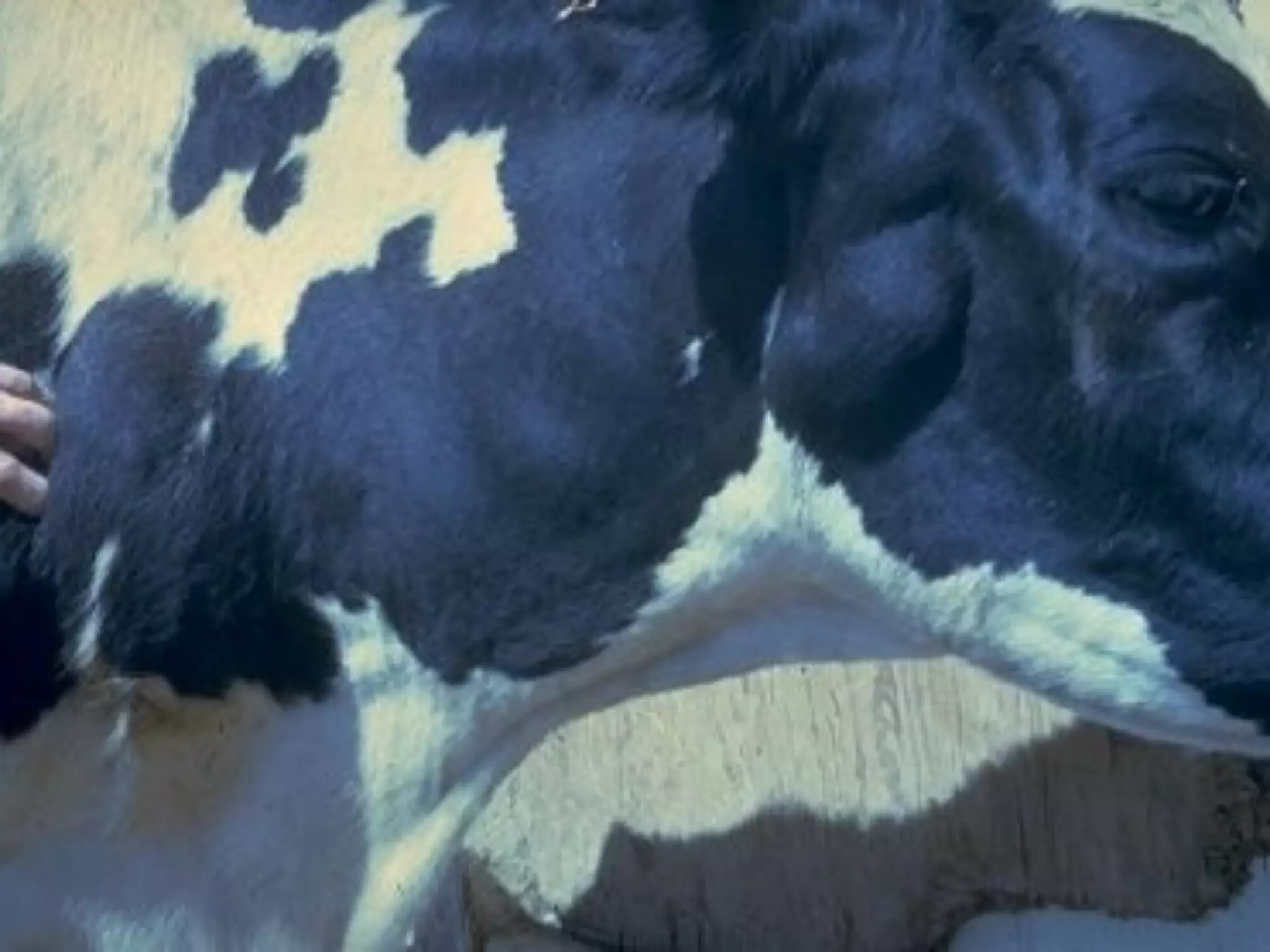 6 bovine leukemia (leucosis) | PDF
